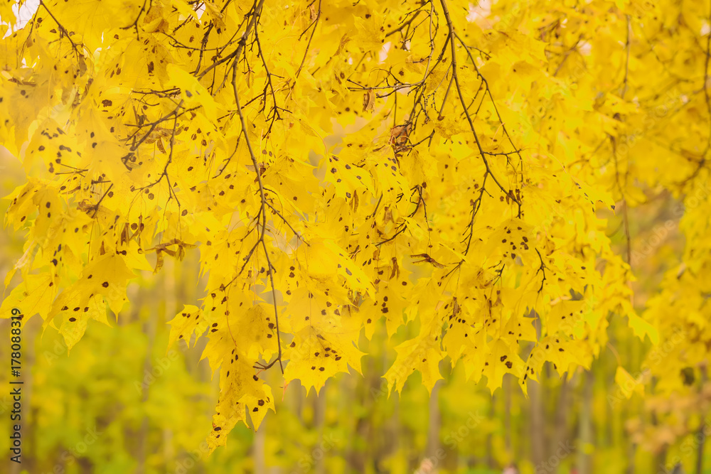 Maple tree leaf diseases. Rhytisma acerinum. Tar spot of maple. Black ...