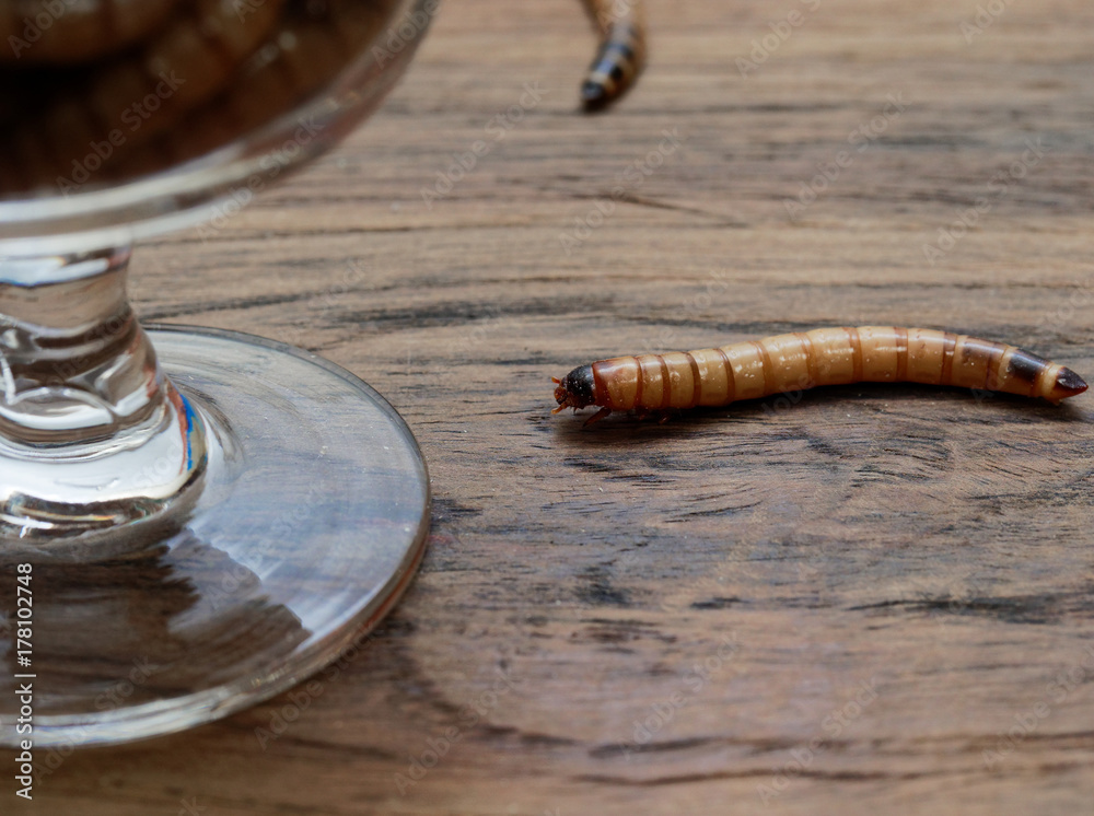 A super worm and group of super worms inside small brandy glass over ...