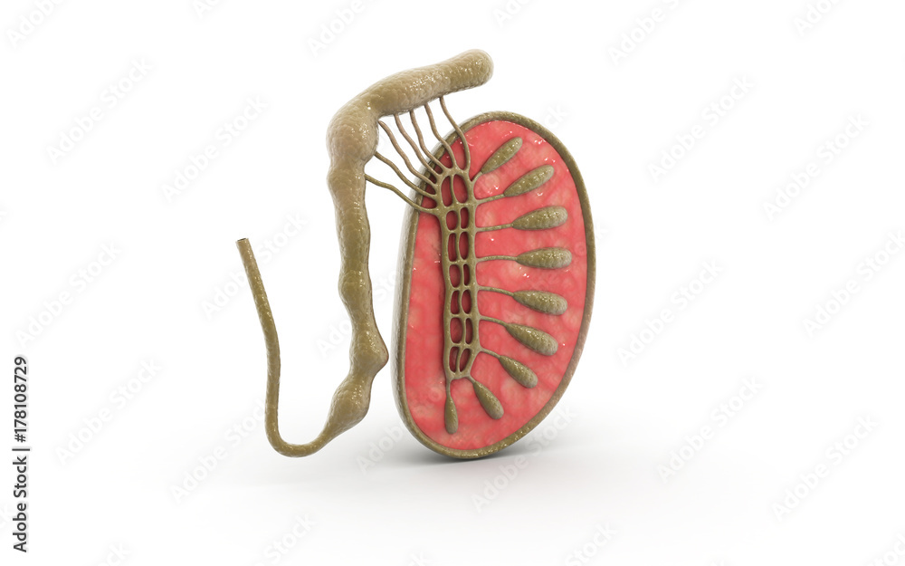 3d rendered cross section of testicles isolated on white background ...