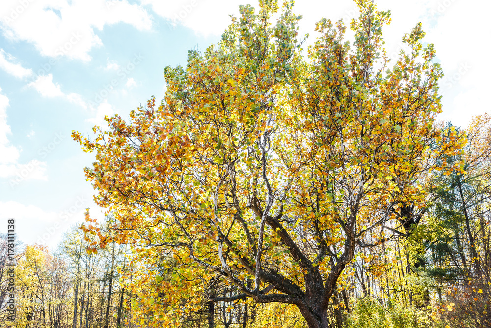 Old huge plane tree with yellow foliage against sunny sky in autumn ...