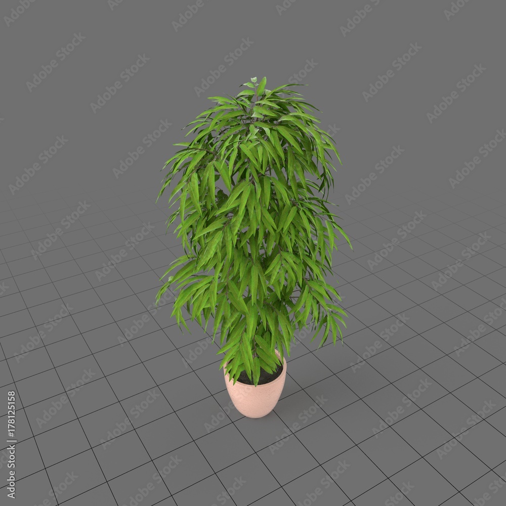 Leafy green plant in a planter Stock 3D asset | Adobe Stock