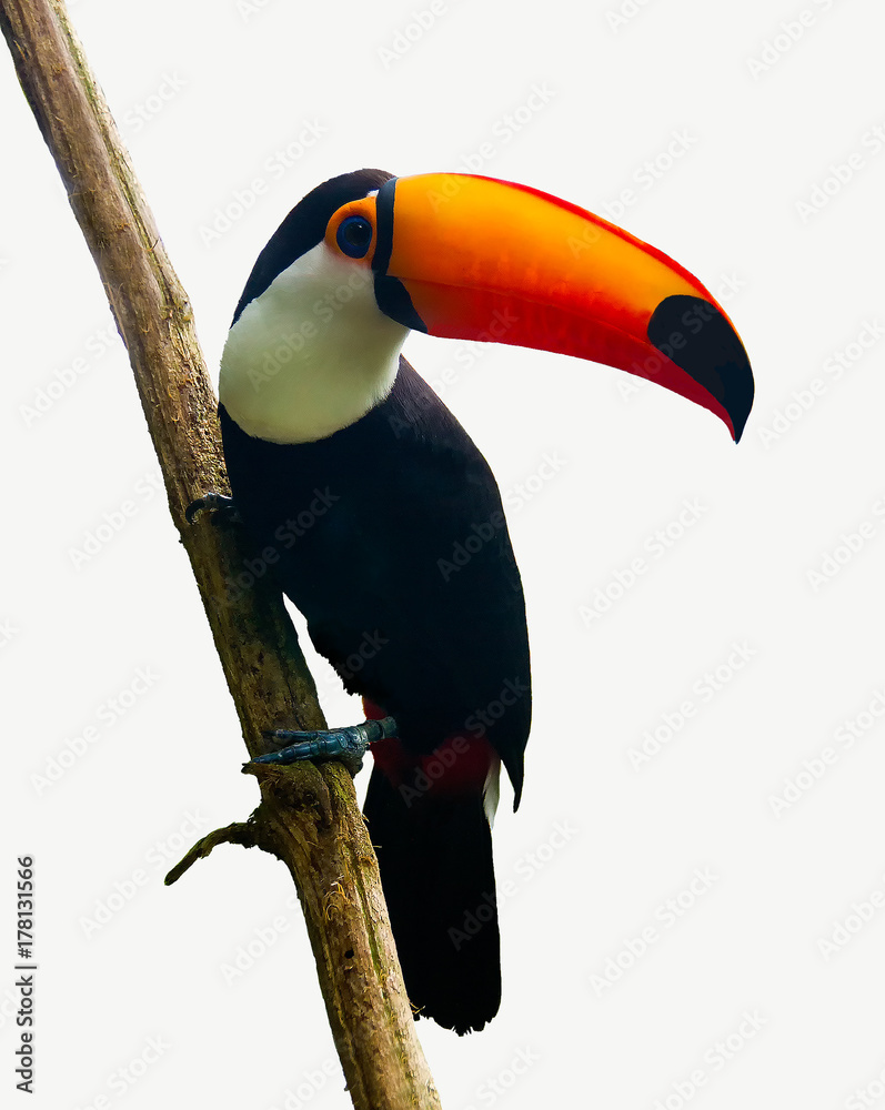 Toucan Toco bird sitting on a branch isolated on white background. Also ...