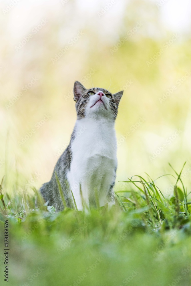 cat portrait background Stock Photo | Adobe Stock