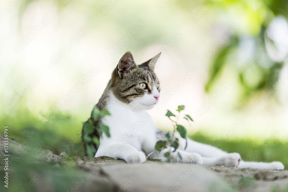 cat portrait background Stock Photo | Adobe Stock