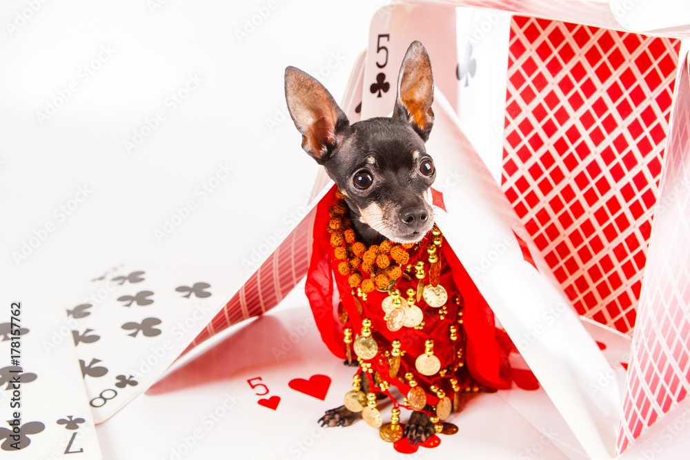 A dog in the fortune-teller costume. A dog with cards. Card reading ...