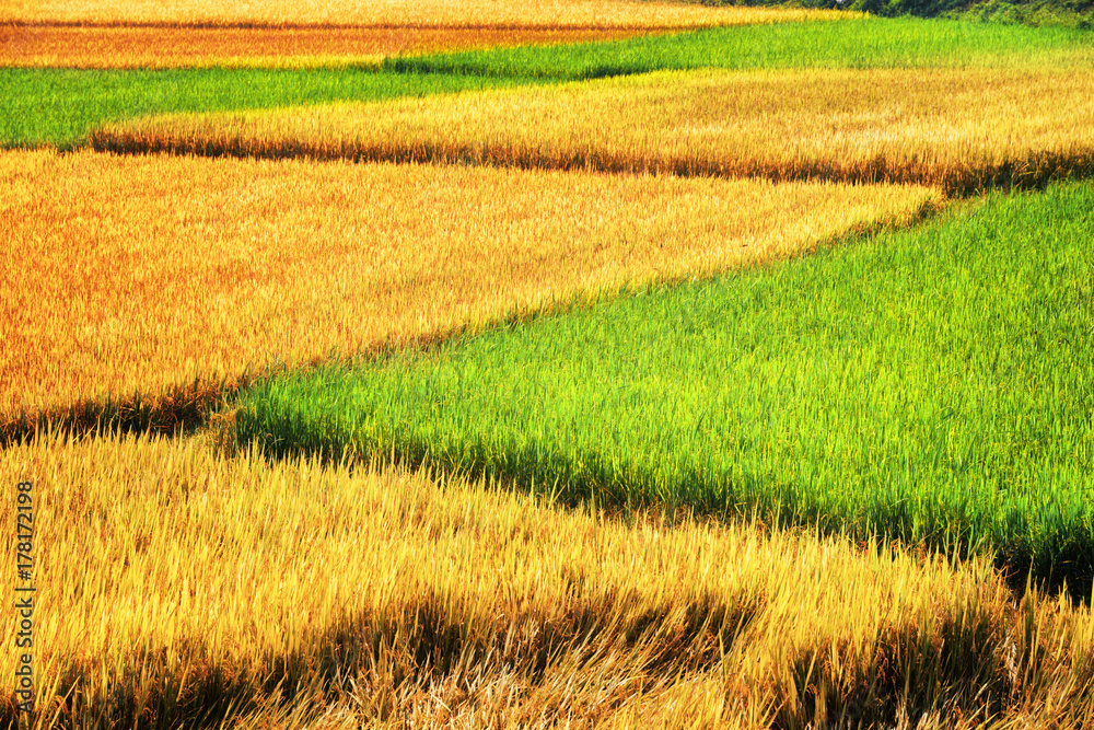 Scenic rice fields at different stages of maturity Stock Photo | Adobe ...