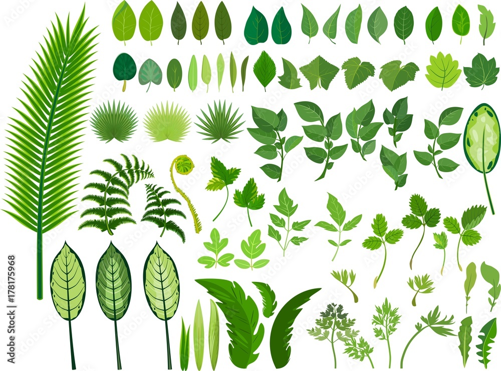 Set of green leaves of various shapes and sizes on white background ...