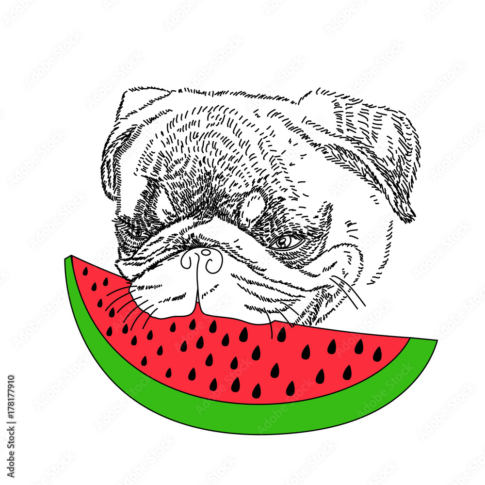 Dog with red watermelon. Cute pug portrait. Vector illustration. Stock ...
