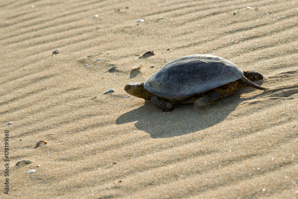 The European marsh turtle (Emys orbicularis) The European marsh turtle ...