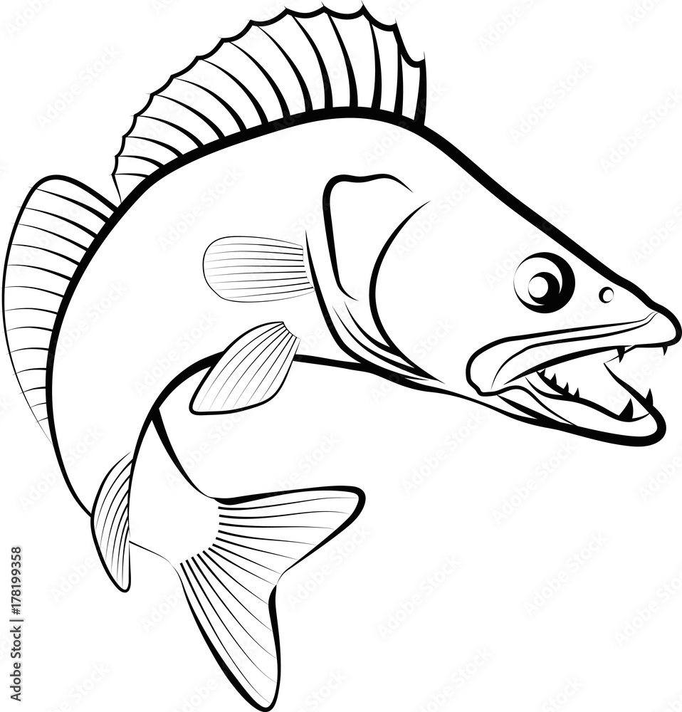 Zander fish - clip art illustration Stock Vector | Adobe Stock