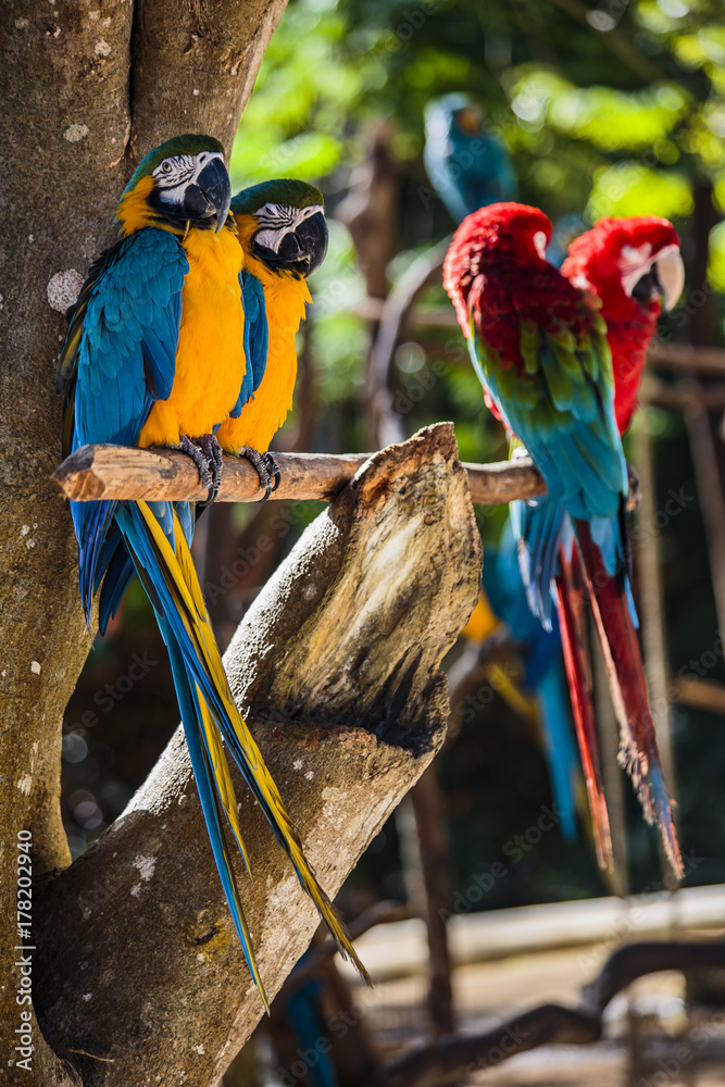 Dominican Green And Yellow Macaw