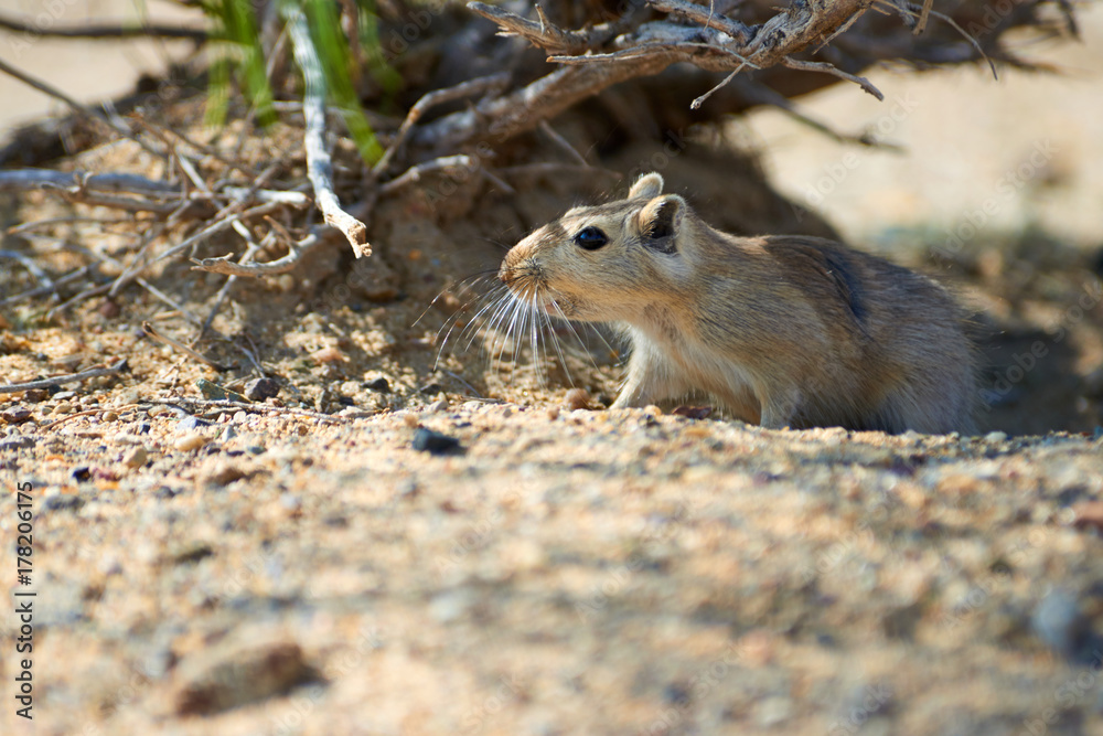 Asian Gerbil