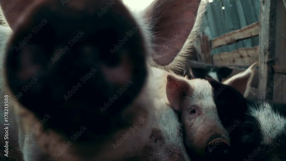 Portrait pig face sniffing and looking camera at livestock farm Stock ...