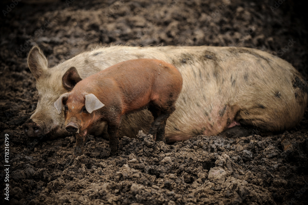 Young pigs of the Hungarian Mangalci and Duroc breed on their paddock ...