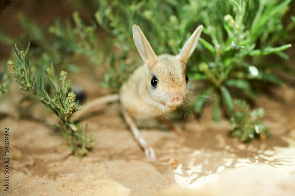 Jerboa / Jaculus. The jerboa are a steppe animal and lead a nocturnal ...