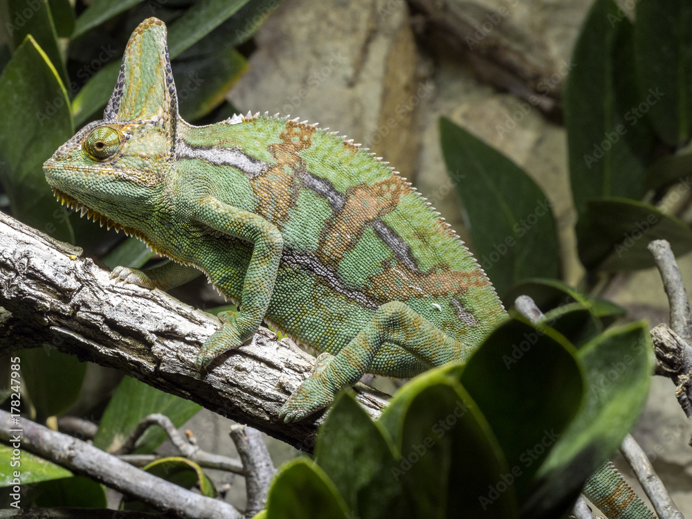 Veiled Chameleon Colors
