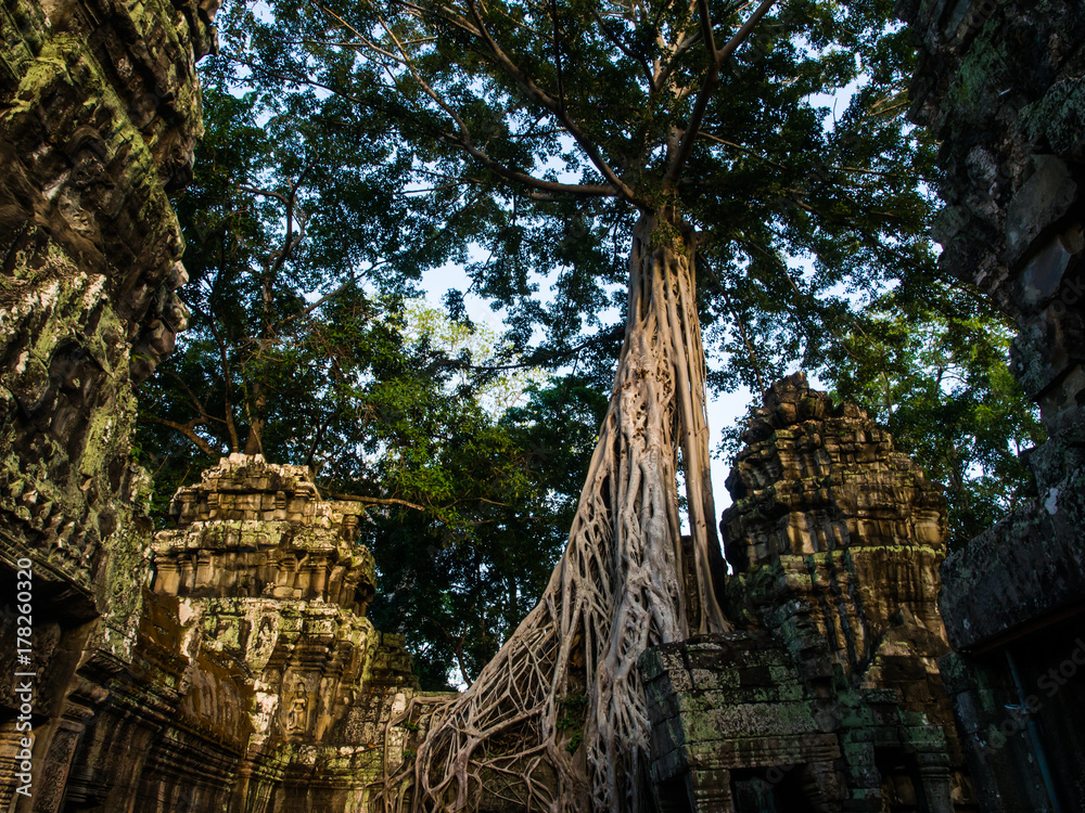 The high ancient tree at the antique city of Thom city inside Angor Wat ...