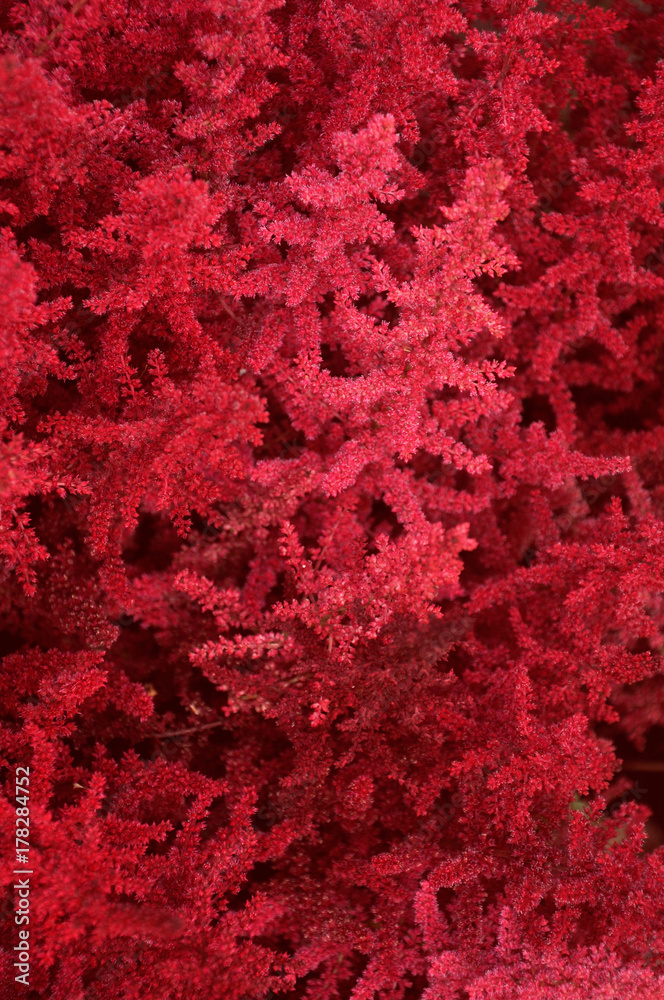 red plant background Stock Photo | Adobe Stock