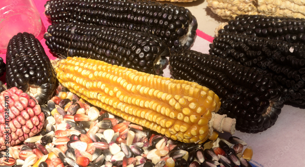 Wild Maize