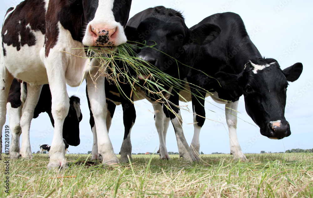 Cow eating grass Stock Photo | Adobe Stock