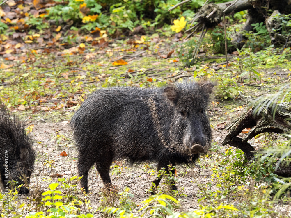 Chacoan peccary, Catagonus wagneri in South America represents pigs ...