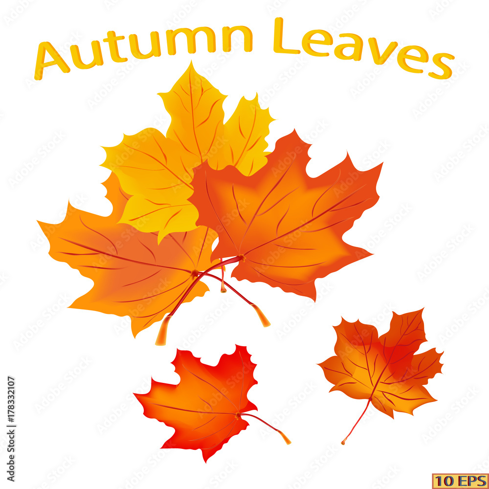Beautiful leaves - symbol of autumn. Yellow and red autumn leaves maple ...