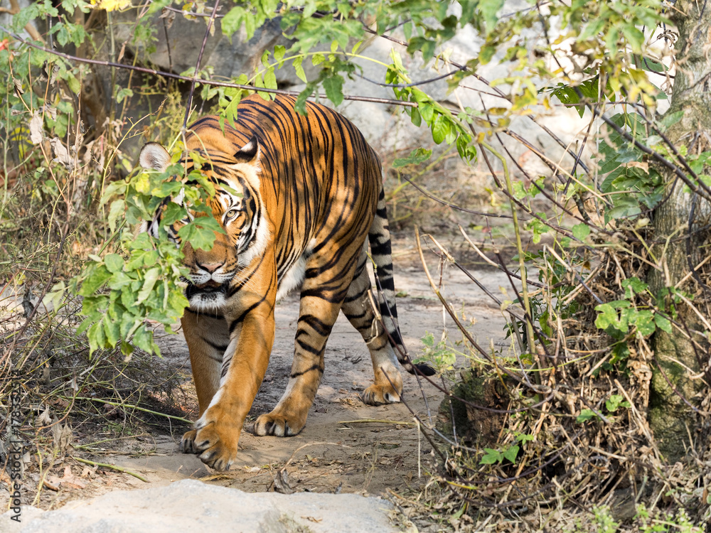 adult male Indochinese tiger, Panthera tigris corbetti, hidden in the ...