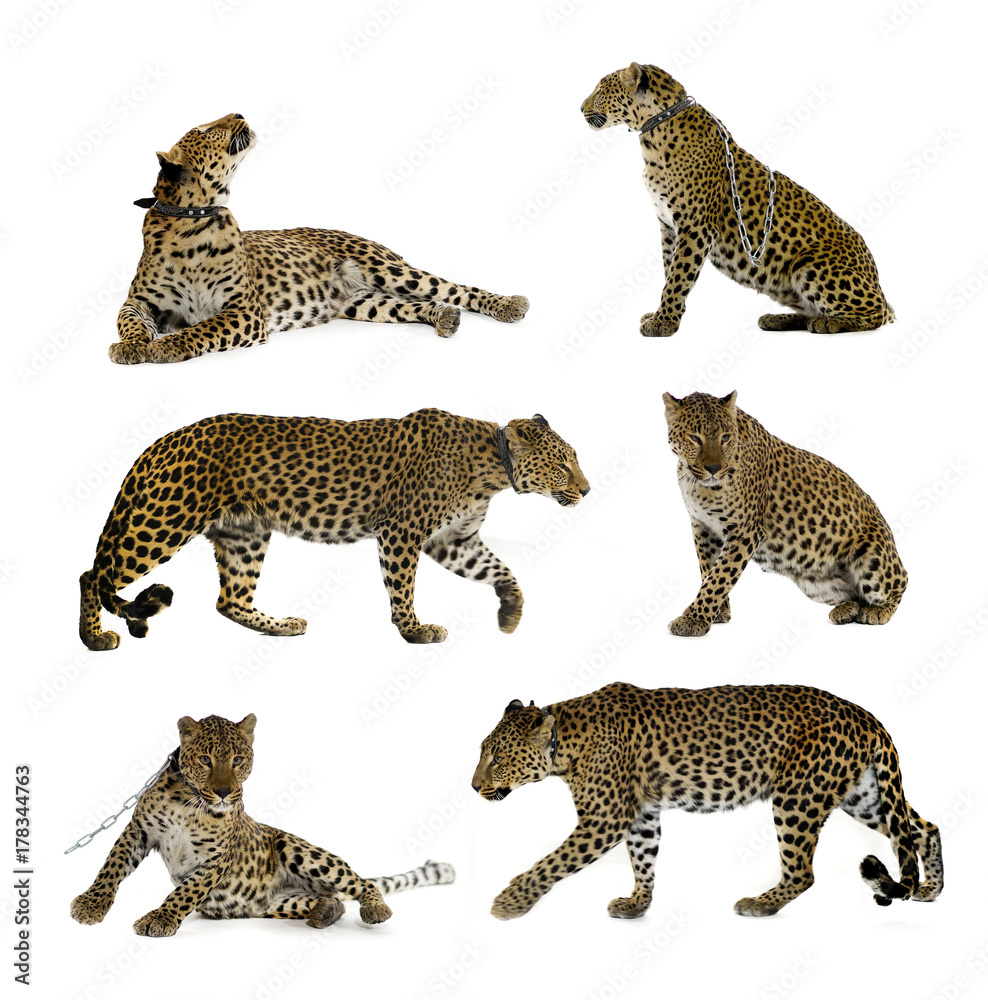 Leopard poses set. Stock Illustration | Adobe Stock