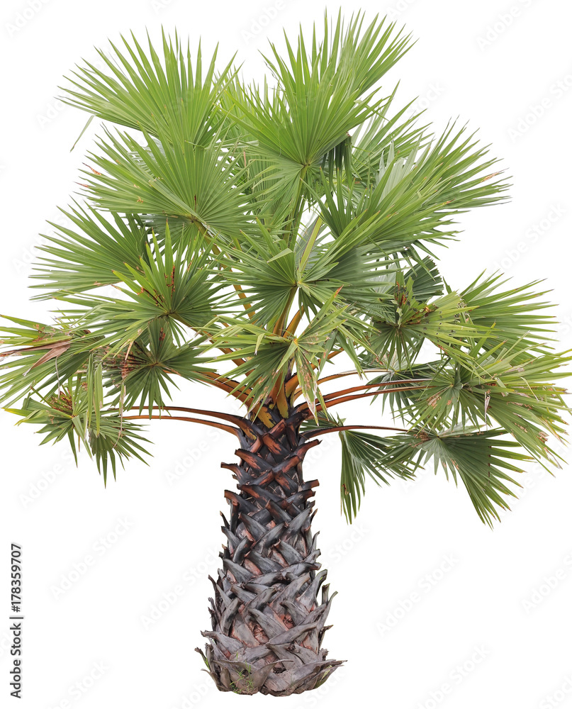 young Betel palm on isolate background and clipping path Stock Photo ...