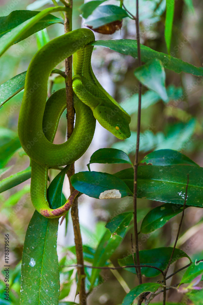 Green snake hides on a small branch in the forests of Thailand. Stock ...
