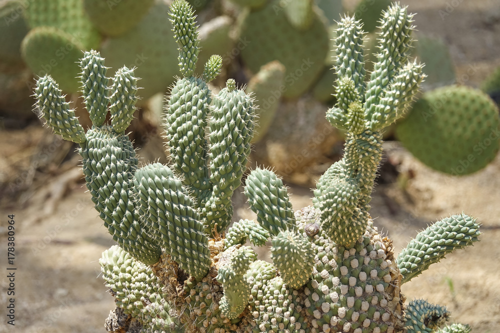 Cultivation of cacti in the home. Landscape of cacti. Field of cacti ...