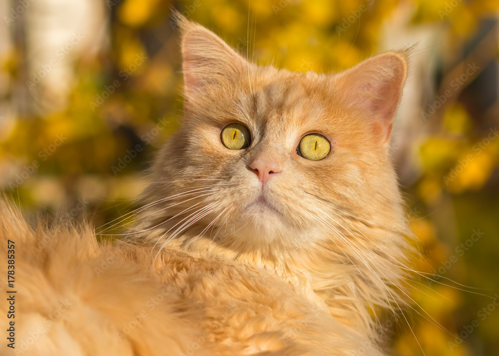 Ginger Maine Coon cat in front of golden autumn colours Stock Photo ...