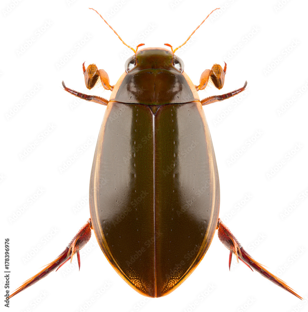 Predaceous diving beetle Cybister lateralimarginalis isolated on white ...