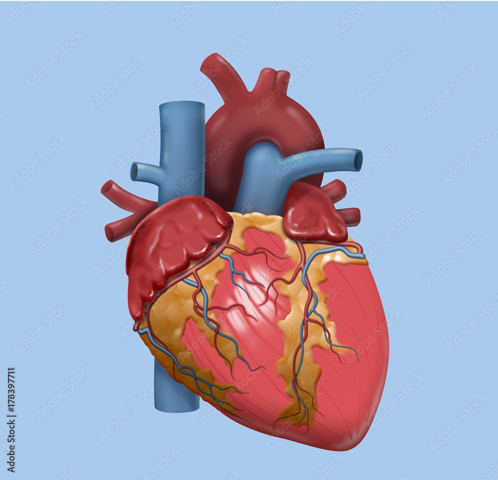 Heart Anatomy Interior View Colored
