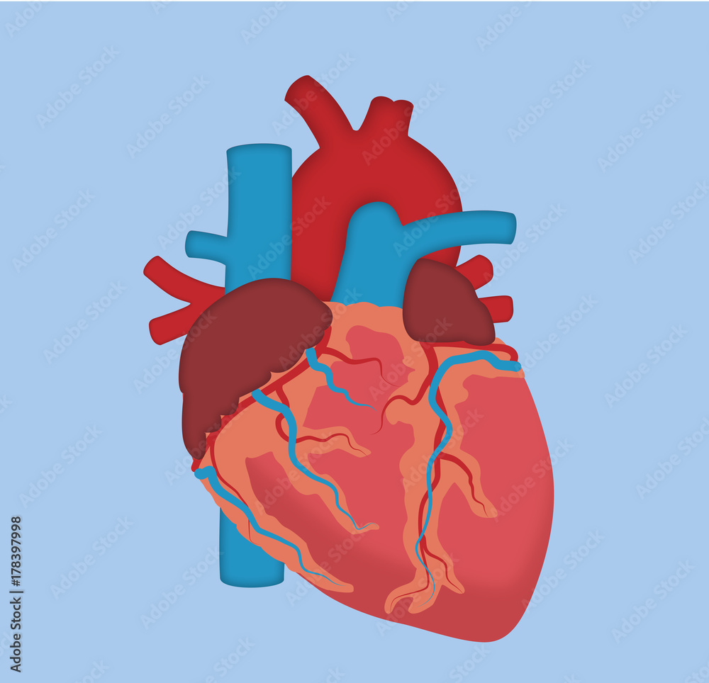 Anatomy of the human heart, full view. Vessels are colored blue and red ...