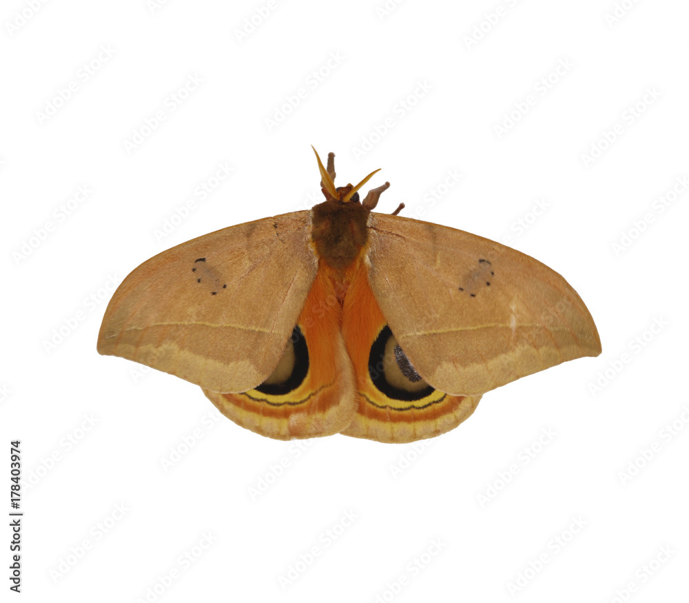 Automeris excteta moth from mountains of Mexico. Automeris moths fly at ...