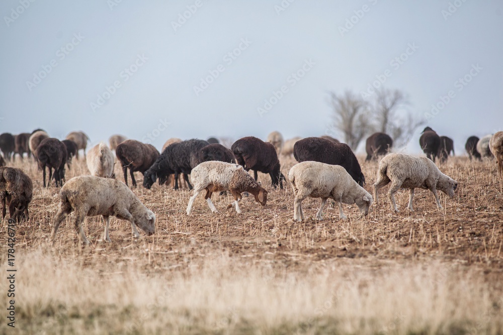 Herd of sheep in the steppe Stock-Foto | Adobe Stock