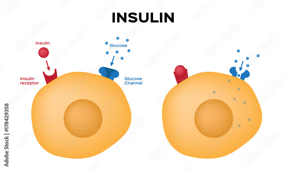 Insulin unlocks the cell's glucose channel Stock Vector | Adobe Stock