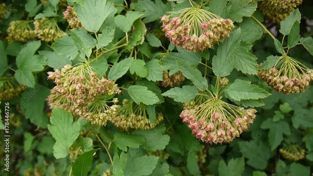 Physocarpus opulifolius, ninebark or Atlantic ninebark with fruits ...