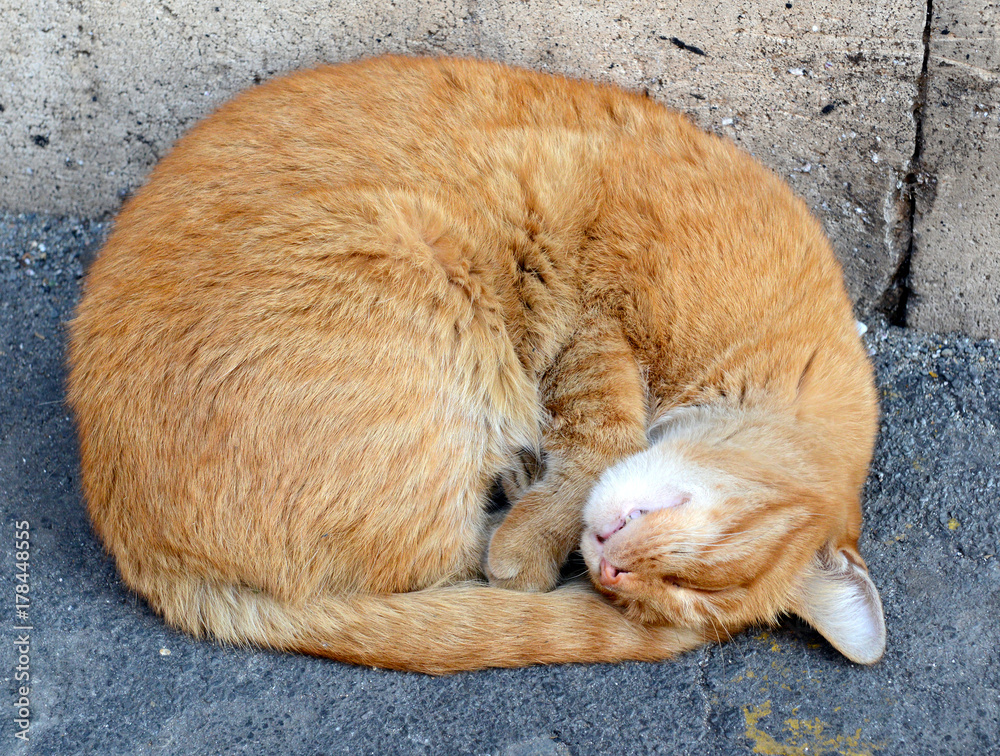 Sleeping Cat Curled