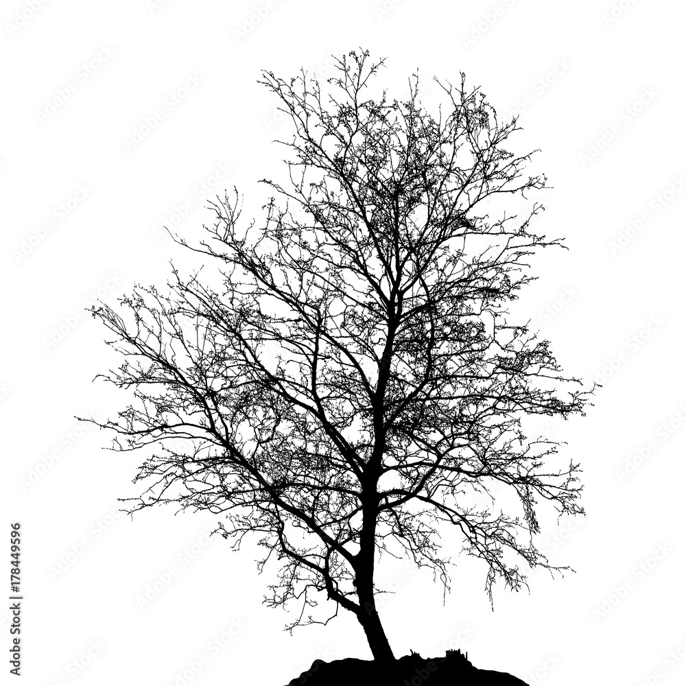 Realistic birch tree silhouette (Vector illustration).ai10 Stock Vector ... Realistic birch tree silhouette (Vector illustration).ai10 Stock Vector ...
