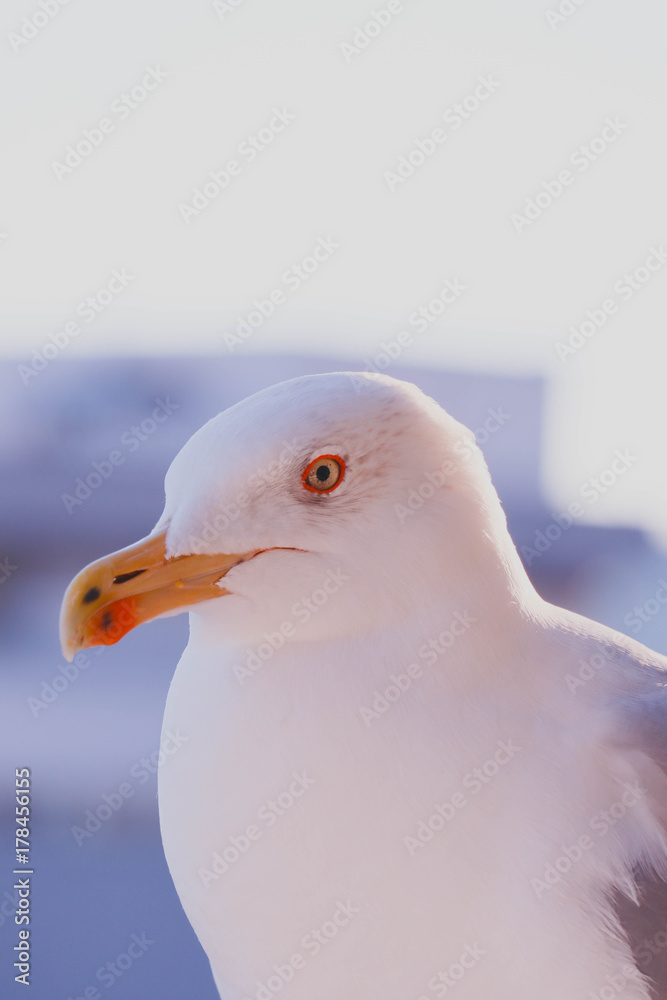 Beautiful seagull close up sunny portrait. White seabird head macro ...