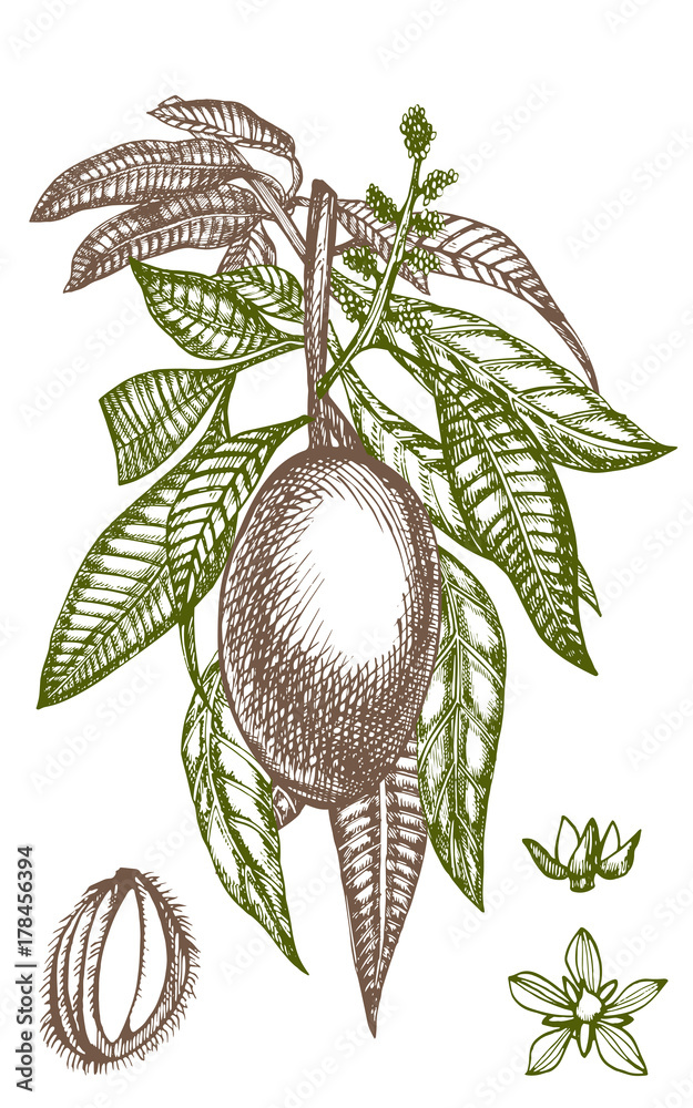 Mango Tree Sketch