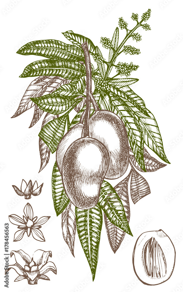 Mango tree vintage design template. Botanical mango fruit. Engraved ...