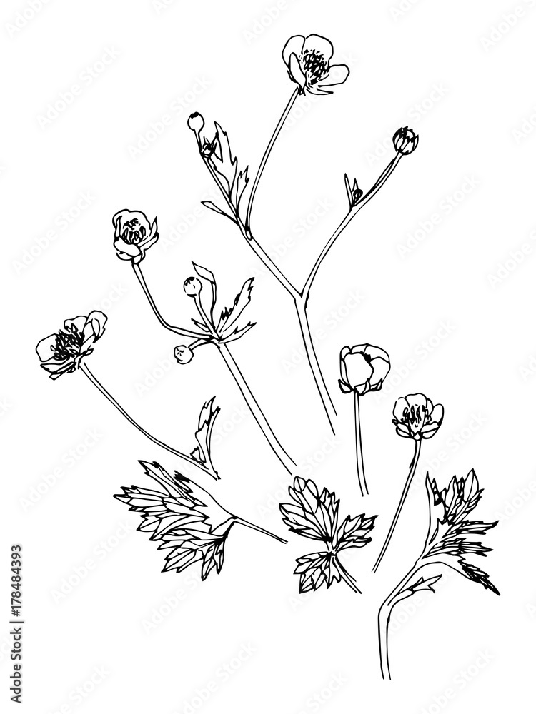 Set of hand drawn flower and leaves of paigle. Sketch style. Vector ...