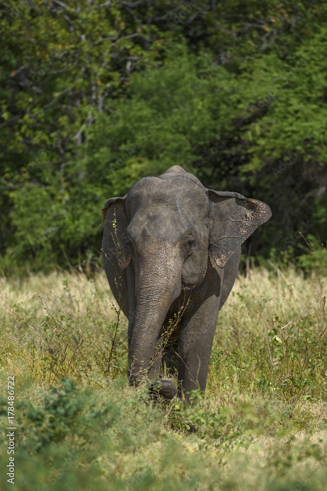 Photo & Art Print Sri Lankan Elephant - Elephas maximus maximus, Sri ...