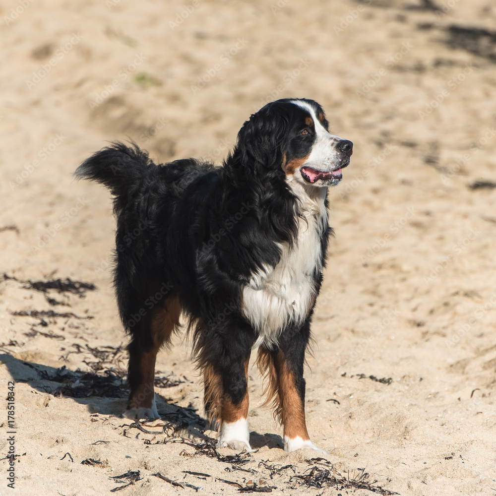 Black Bernese Mountain Dog