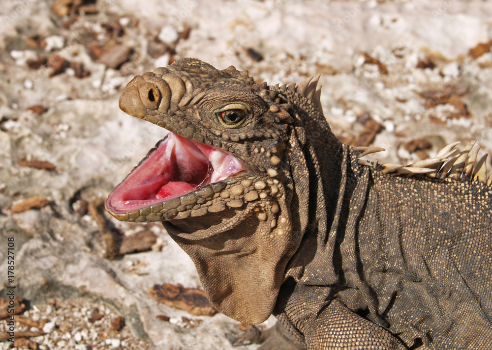 Cuban Iguana