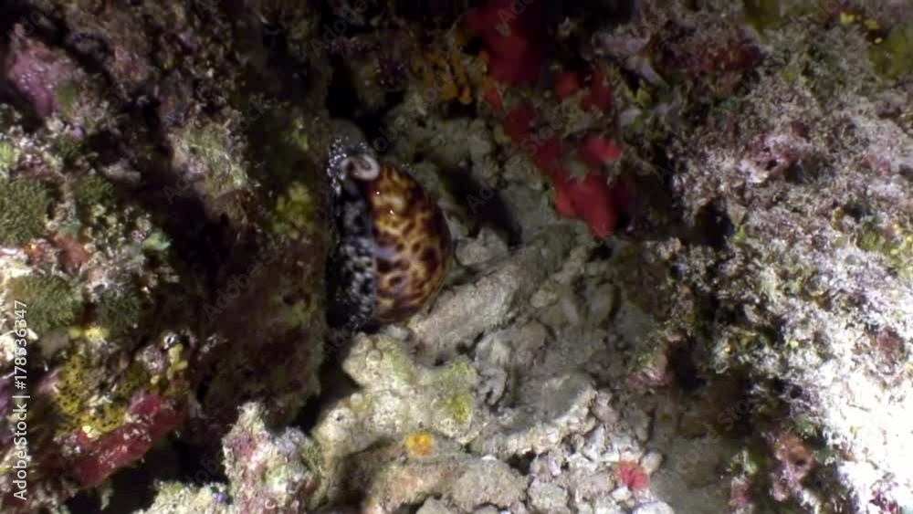 Sea snail Porcelaines Cowries close up underwater on seabed White Sea ...