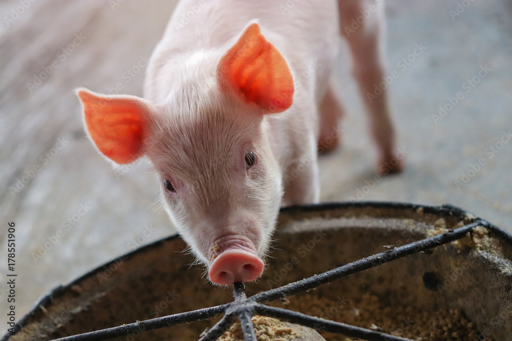 Piglet waiting feed in the farm. Pig indoor on a farm yard in Thailand ...